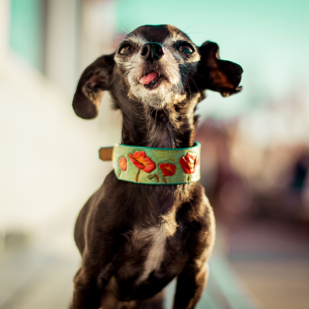 Extra small dog collar store
